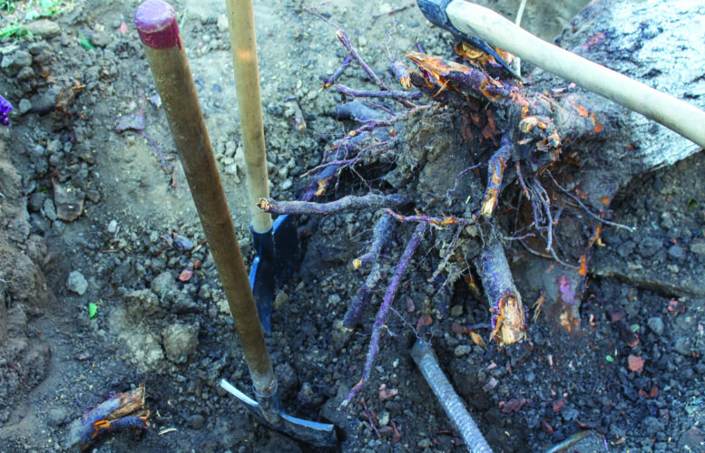 DIY Stump Removal - Grit